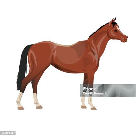 아라비아 만 말 쪽 보기 사실적인 스타일로 흰색 배경에 고립 된 벡터 일러스트 레이 션 가냘픈에 대한 스톡 벡터 아트 및 기타 이미지 가냘픈 말 승마 Istock