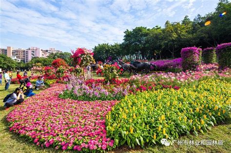 花城广州姹紫嫣红，簕杜鹃“网红”美不胜收！ 新闻资讯 广州市石门国家森林公园