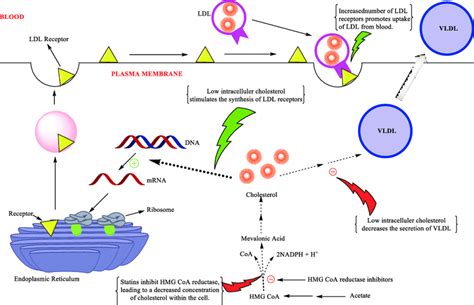 Inhibition Mechanism Of Cholesterol Biosynthesis Nucleoside Analogs