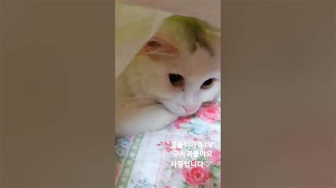 육아에 지친 아빠의 숨바꼭질 귀여웡♡♡♡ 고양이 귀요미 아기고양이 집사의하루 유투버꿈나무 유튜브초보 세젤귀 애묘인 Cat Youtube