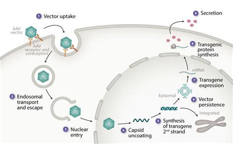 Aav Vector Delivery And Expression Scientific Illustration