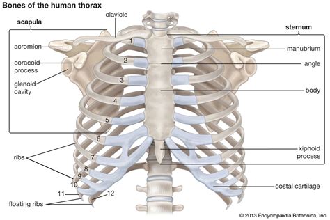Image Result For Axial Skeleton Anatomy Labeled Rib Cage Anatomy The