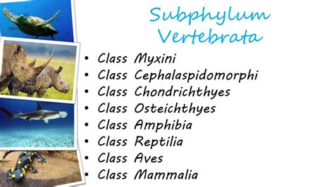 Phylum Chordata Ppt Download
