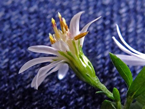 Symphyotrichum Cordifolium Asteraceae