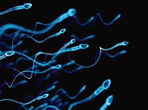 La Durée De Vie Des Spermatozoïdes Lobstetricien