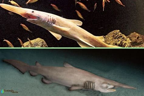 Les 10 PLUS GRANDS REQUINS DU MONDE NOMS Et PHOTOS