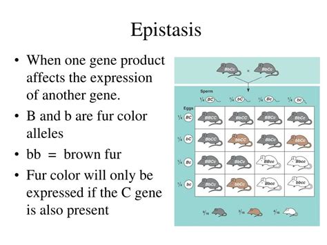 PPT Genetics Complex Inheritance Sex Linkage X Inactivation PowerPoint Presentation ID