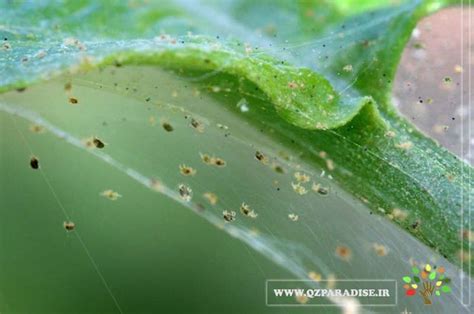 معرفی و مشخصات آفات کنه انکبوتی یا کنه تارتن قرمز کنه های Tetranychidae