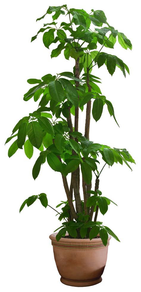 Plants PNG Plants Transparent Background FreeIconsPNG