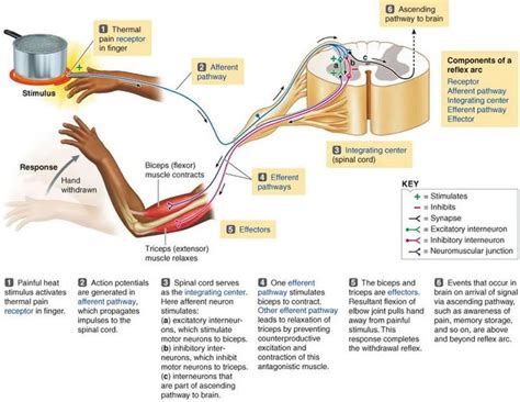 Structure Of The Spinal Cord Reflexes And Nerves Week 12 Flashcards