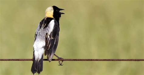 Bobolink Bird Behavior Animalbehaviorcorner Bobolink Bird Behavior Animalbehaviorcorner