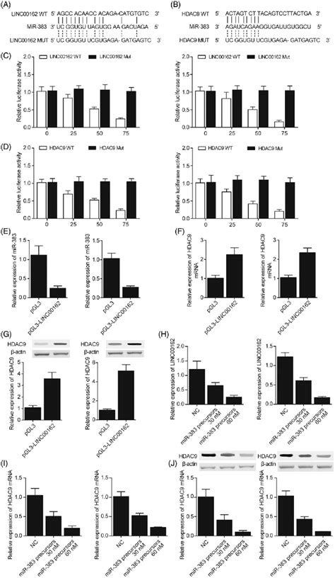 Regulatory Relationship Among Linc00162 Mir 383 And Hdac9 Was