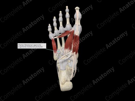 Plantar Metatarsal Ligaments Complete Anatomy