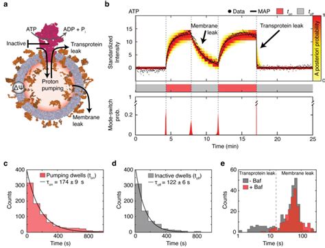 Dynamics Of Switching Between The Proton Pumping Inactive And Download Scientific Diagram