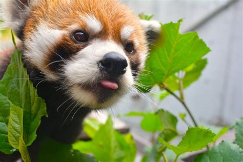 浜松市動物園【公式】 On Twitter 15歳になりました🎂🎉🌟🌟 浜松市動物園 レッサーパンダ チイタ