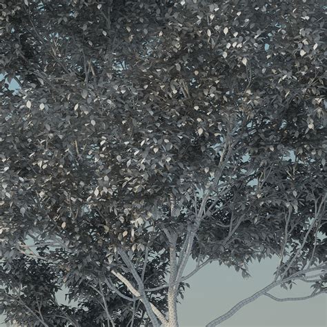 Ficus Benjamina 4 3d Model 39 Unknown Fbx Max Obj Free3d