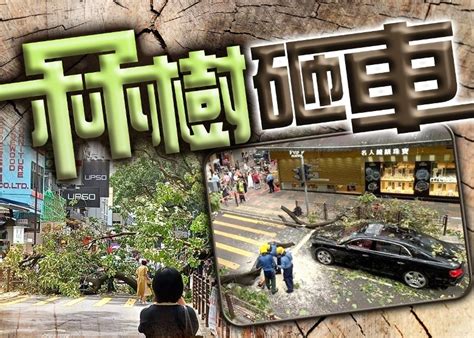 尖沙咀海防道大樹倒塌壓毀賓利房車 司機頭暈送院治理｜即時新聞｜港澳｜oncc東網