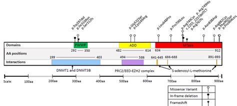 Schematic Representation Of Dnmt3a Download Scientific Diagram