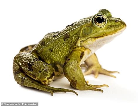 Lab 2 Frog External Features Diagram Quizlet