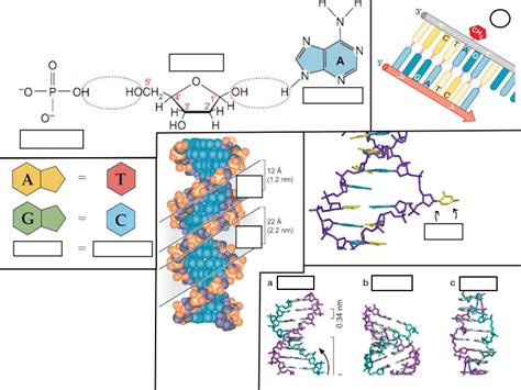Structure Of Dna Diagram Quizlet