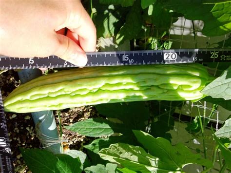 Horti By Greensnap