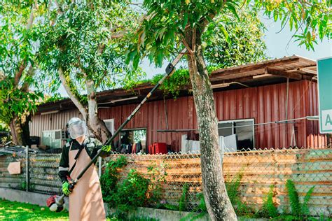 Tree Trimming S B Kani