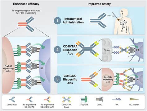 Frontiers Next Generation Cd40 Agonistic Antibodies For Cancer
