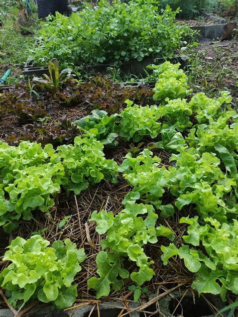 💥ประกาศขาย มหาลัยคอกหมู ศูนย์กสิกรรมธรรมชาติมาบเอื้อง