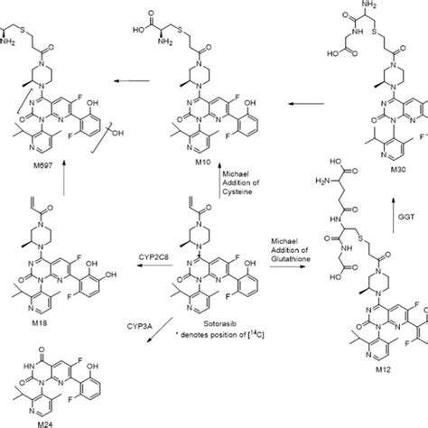 Enzymes Involved With In Vitro The Metabolism Of Sotorasib A Percent