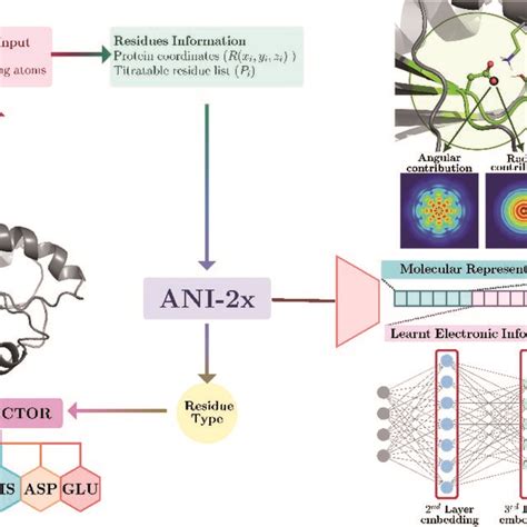 Protein Pka Prediction With Neural Network Features Obtained With