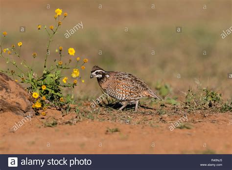 Bobwhite Quail Habitat Requirements At Kayla Chirnside Blog