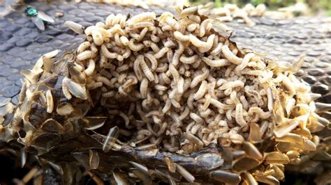 How To Get Rid Of Maggots In Garage Spaces Pest Pit