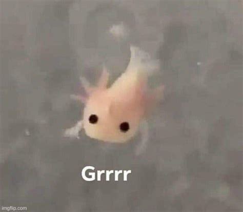 Axolotl Rule R196