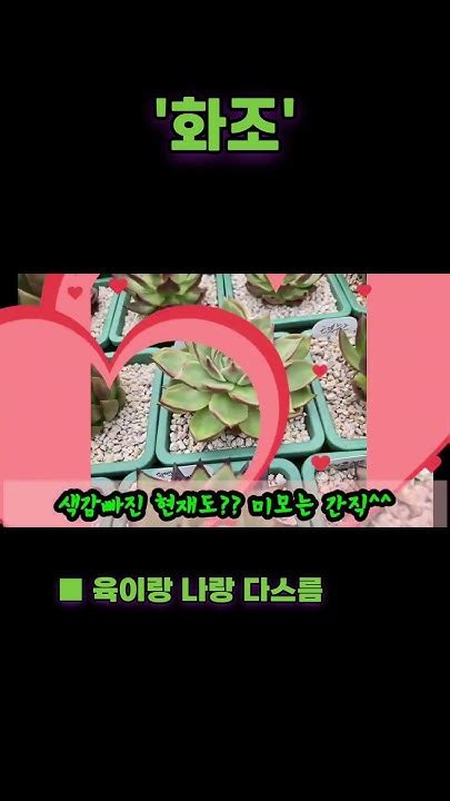 다육이름알아가기 창다육매력색감로제트 창다육대표수형알아보기 초창기 명품창다육 다육식물키우기 다육일기진핑크톤 색감으로 화조shorts Youtube