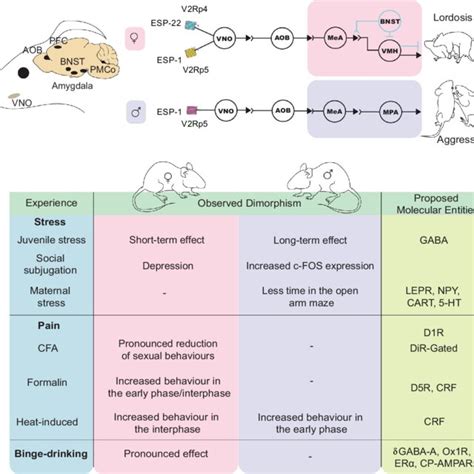 Neuronal And Molecular Sexual Dimorphism Control Experience Dependent Download Scientific
