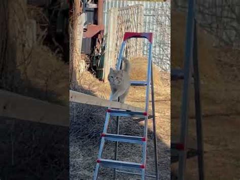 Человеку который придумал этот аттракцион особое место уже уготовано 😻🙏 ...
