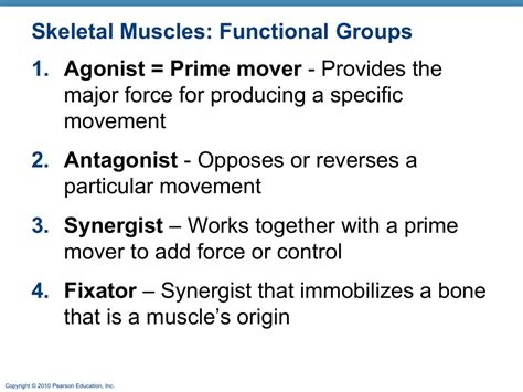 Synergist Muscle Anatomy