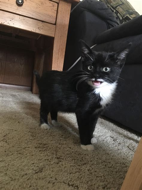 Cat Broken Leg Cost Voncile Dorman