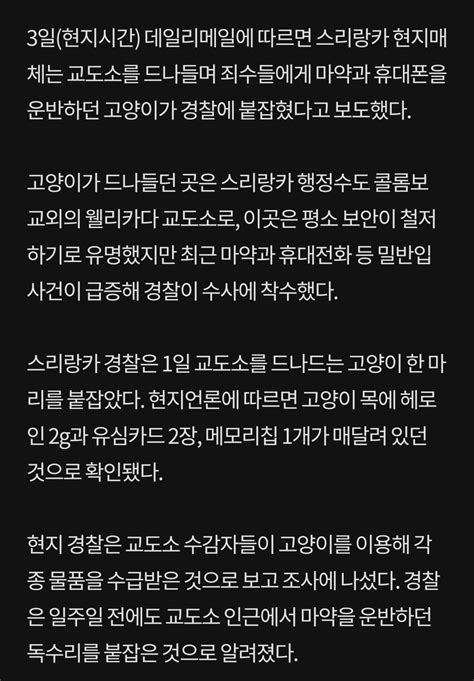 판사님 고양이가 그랬습니다 유머움짤이슈 에펨코리아