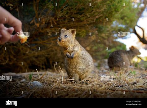 Quokka Setonix Brachyurus Small Macropod Size Of Domestic Cat Like Marsupials Kangaroo And