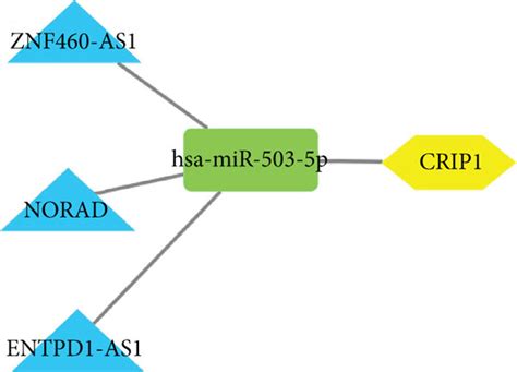 Construction Of CeRNA Network Based On CRIP A Survival Analysis Of Download Scientific