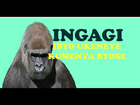 IBYO UKENEYE KUMENYA KU NGAGI INGAGI ZO MU MISOZI YouTube