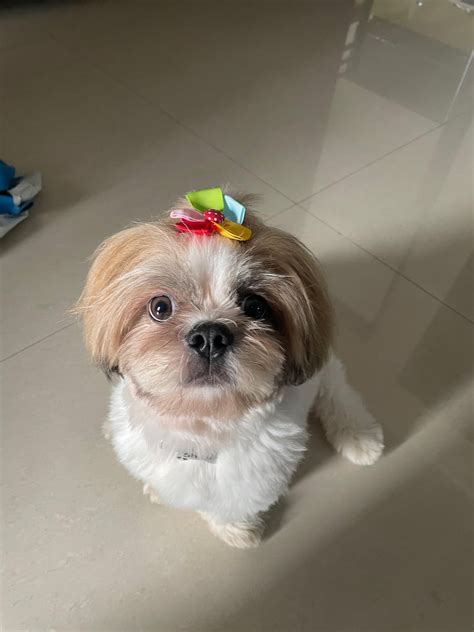Is there tinder for Shih Tzus? : r/Shihtzu