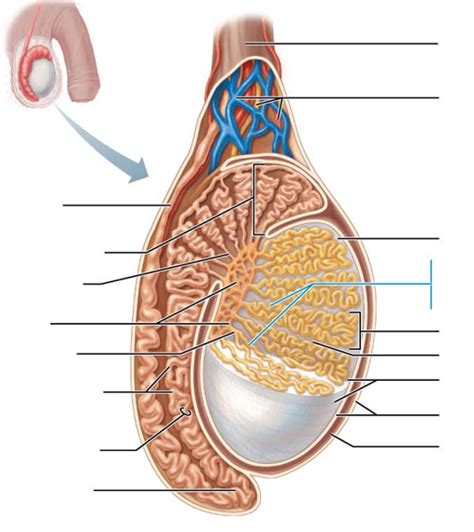 Sagittal Testis Diagram Quizlet