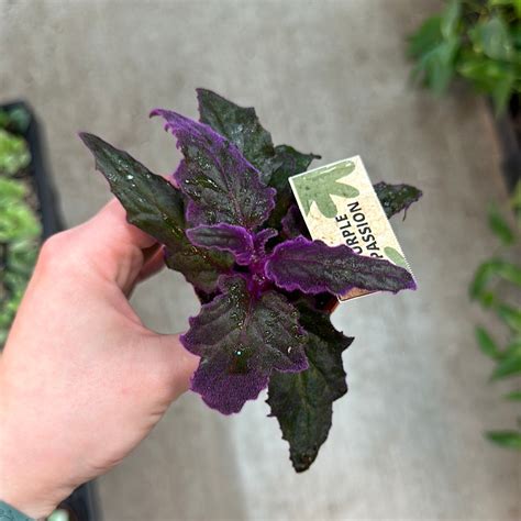 Gynura Aurantiaca 225 Purple Passion Plant Kent East Hill Nursery