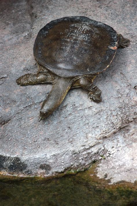 African Softshell Turtle Wikiwand