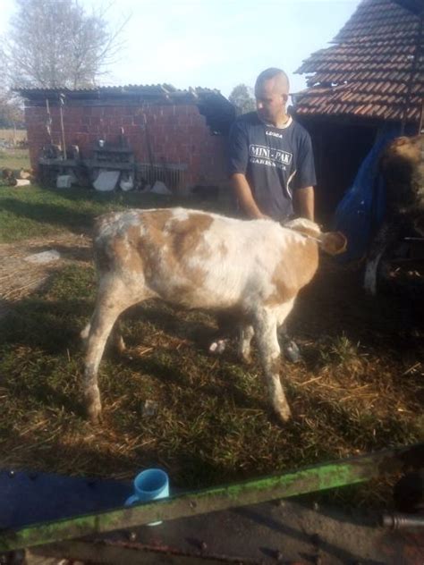 Prodajem Muške Telce