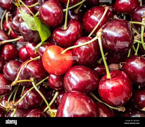 Red and orange Rainier Cherries Stock Photo - Alamy