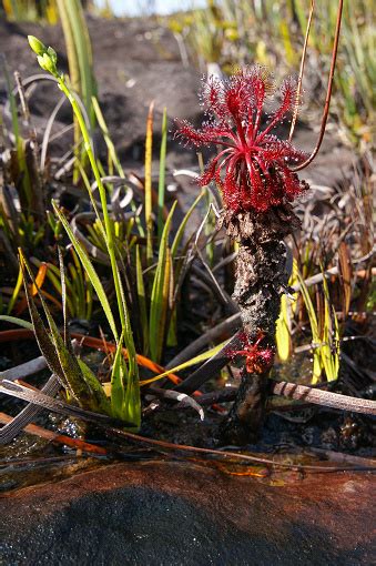 Drosera Roraimae 줄기에 성인 식물 베네수엘라 Amuri Tepui의 바위에서 자라는 육식성 Sundew 0명에
