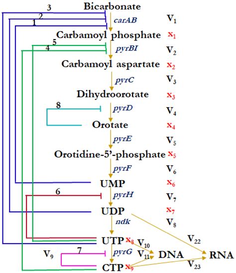 Pyrimidine Nucleotide